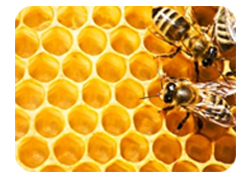 Central Apicola - Productos y servicios para la Apicultura